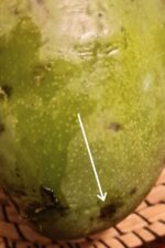How to Eat a Mango, Clean, Cut, and Store it Properly - We Eat At Last